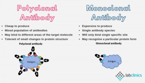 Polyclonal vs. Monoclonal antibodies | Labclinics