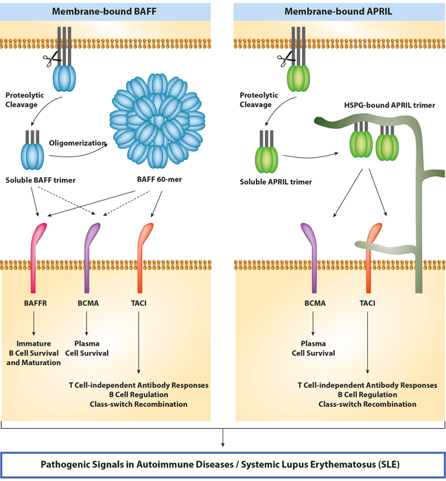 Biomarcadores de enfermedad autoinmune