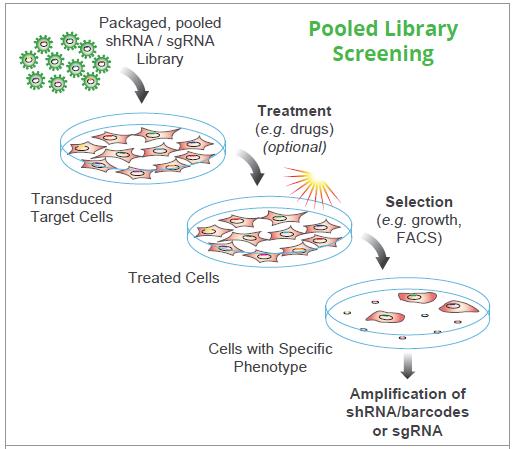 CRISPR Genetic Screening | labclinics.com