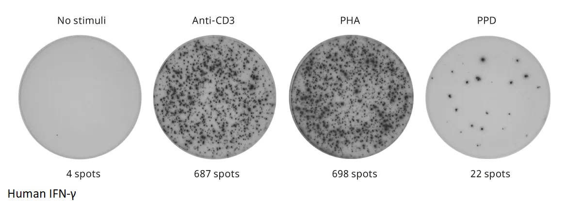 Mabtech – Elispot and Fluorospot | labclinics.com